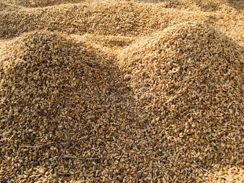 Drying of the Rice Grain in the Sunlight after Harvest. Traditional ...