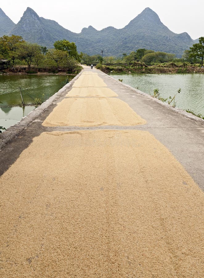Drying Rice Grains Along Street Stock Photo - Image of dries, chinese ...