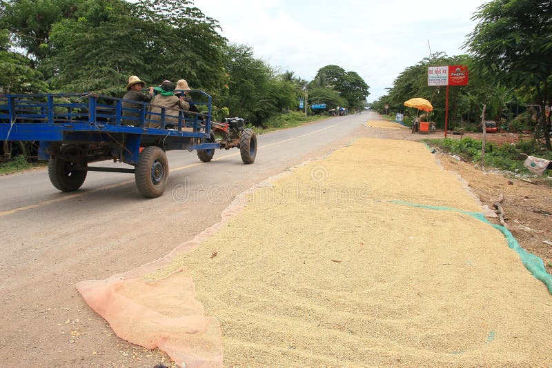 Drying Rice Grains on a Road in Cambodia Editorial Stock Image - Image ...