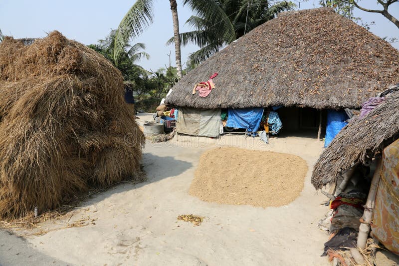 Drying of Rice after Harvest in Kumrokhali, India Stock Photo - Image ...