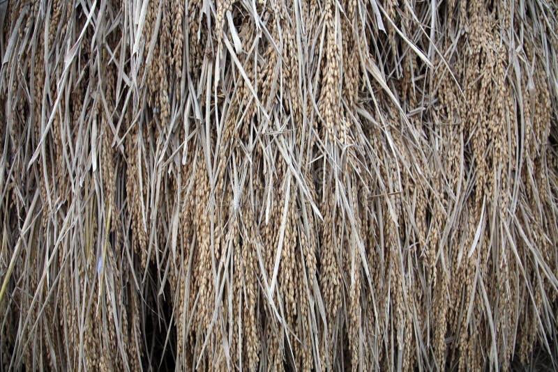 Drying rice stock image. Image of farmland, brown, background - 48557019