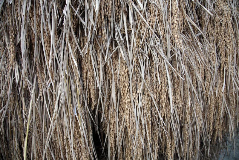 Sun-drying Rice Stalks at Yoysuya Rice Terrace Stock Photo - Image of ...