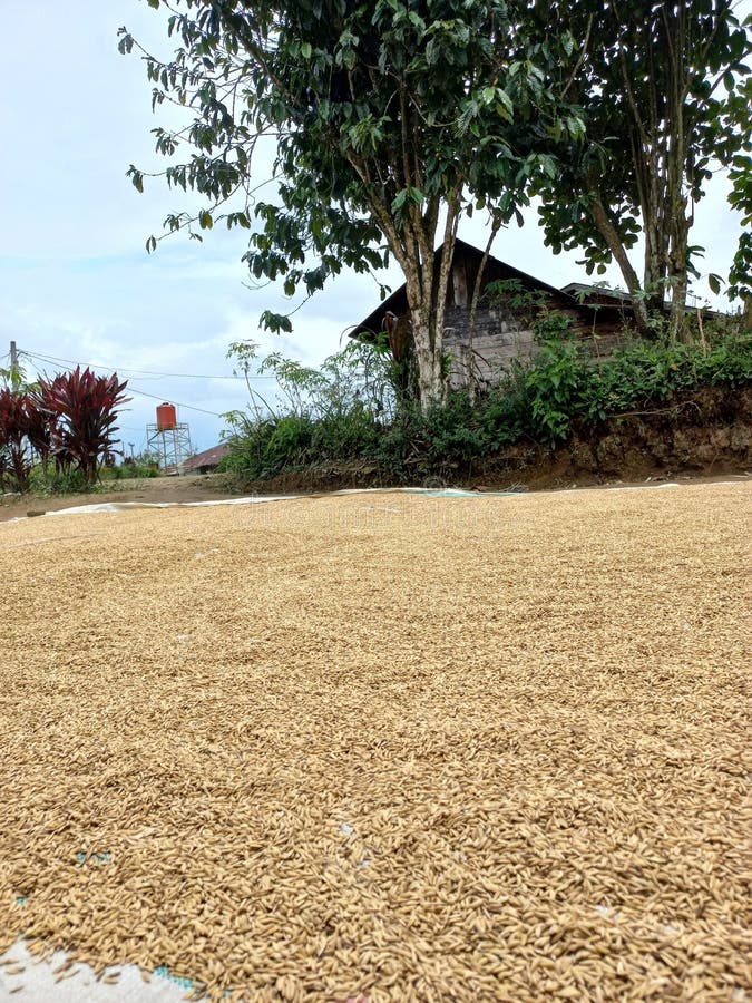Drying the Rice after Harvesting in Front of the House Stock Image ...