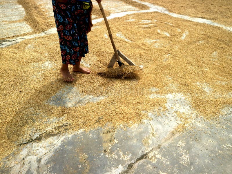 Drying Rice with the Help of the Sun Stock Image - Image of green ...