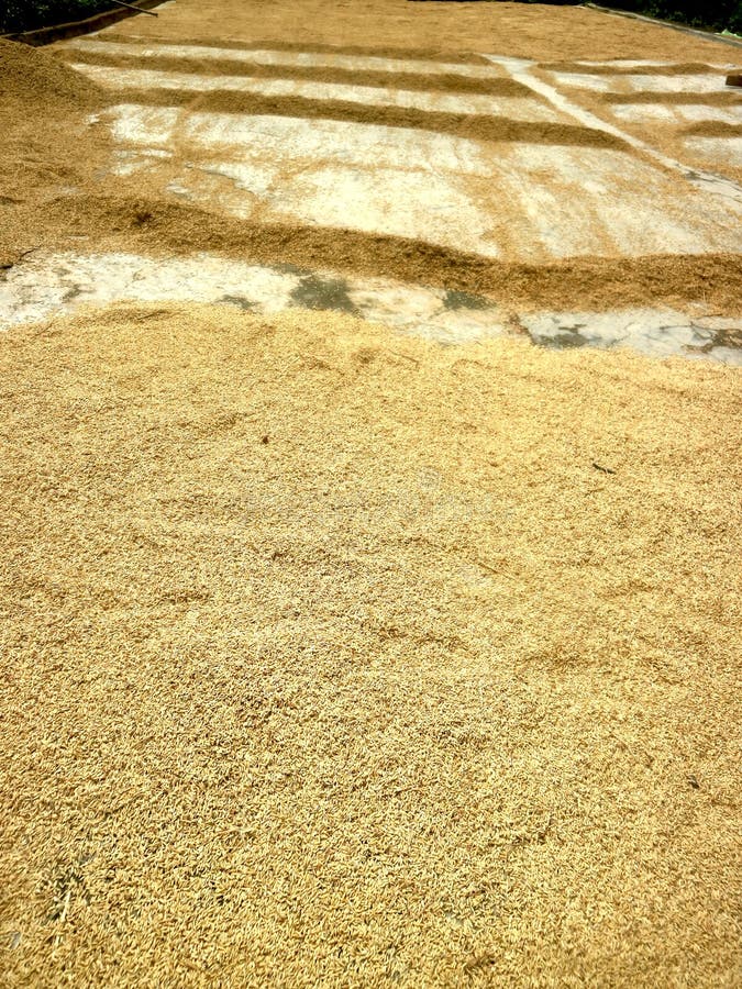Drying Rice with the Help of the Sun Stock Photo - Image of paddy ...