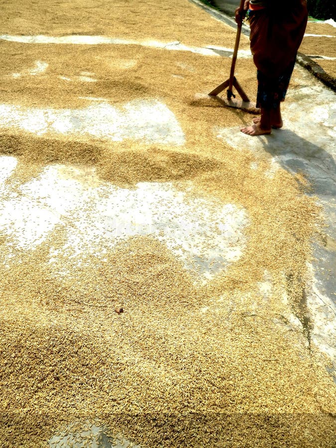 Drying Rice with the Help of the Sun Stock Image - Image of indonesia ...