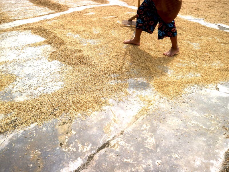Drying Rice with the Help of the Sun Stock Image - Image of diseases ...