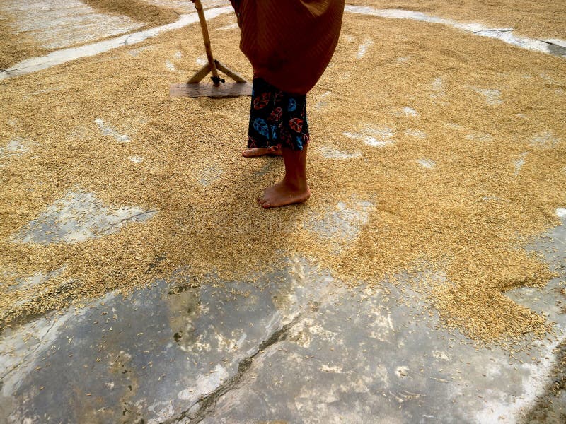 Drying Rice with the Help of the Sun Stock Image - Image of rice, green ...