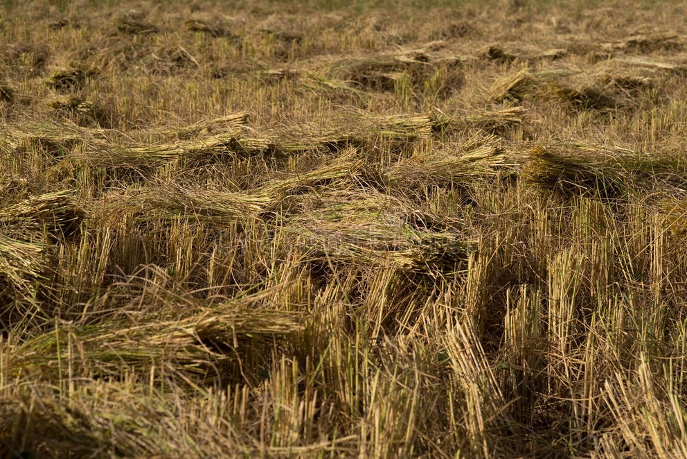 Drying Rice and Rice Paddy Stubble Left after Harvesting Stock Image ...