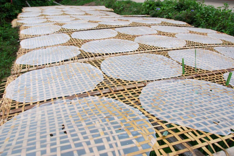 Sun-drying Rice Stalks with Spider Lily at Yoysuya Rice Terrace Stock ...