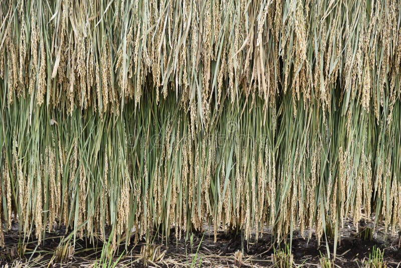 Drying rice on the rack stock photo. Image of grain - 159716924