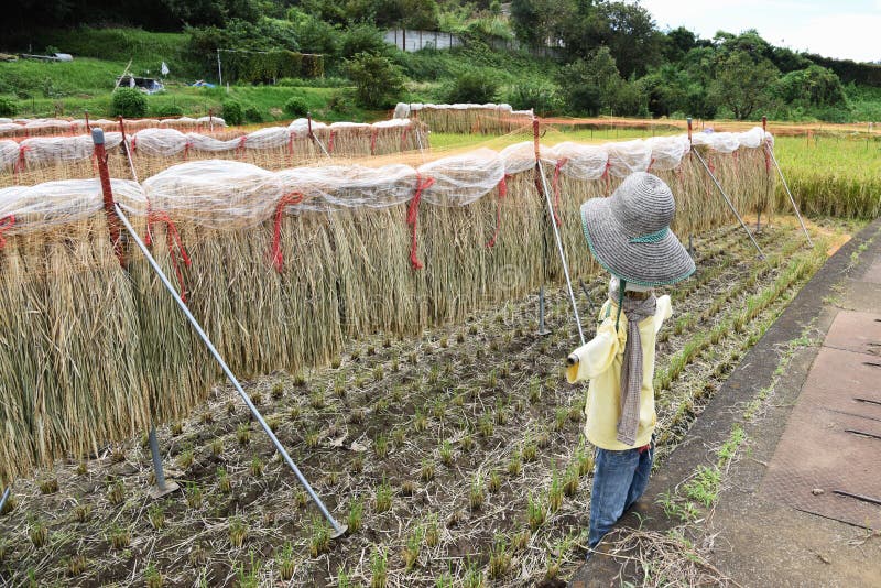 Japanese Scarecrow Stock Photos - Free & Royalty-Free Stock Photos from ...