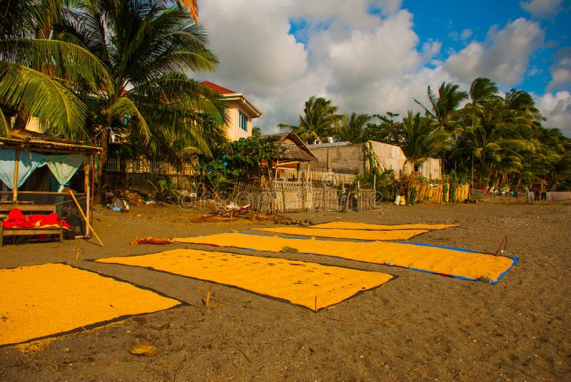 Drying the Rice in the Sand on the Beach. Pandan, Panay, Philippines ...