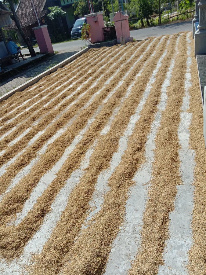 Drying Rice Seed stock image. Image of field, tarmac - 250236213