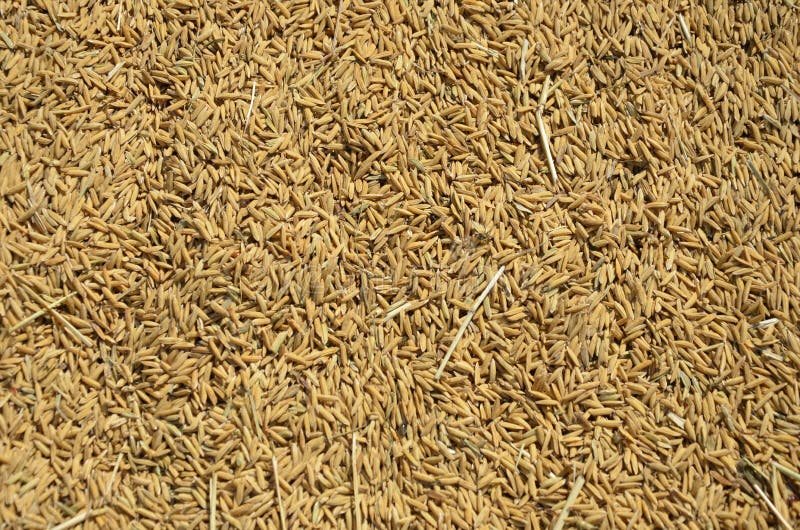 Drying rice seed stock photo. Image of ripe, texture - 62575136