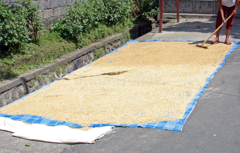 Sun-drying Rice Stalks with Spider Lily at Yoysuya Rice Terrace Stock ...
