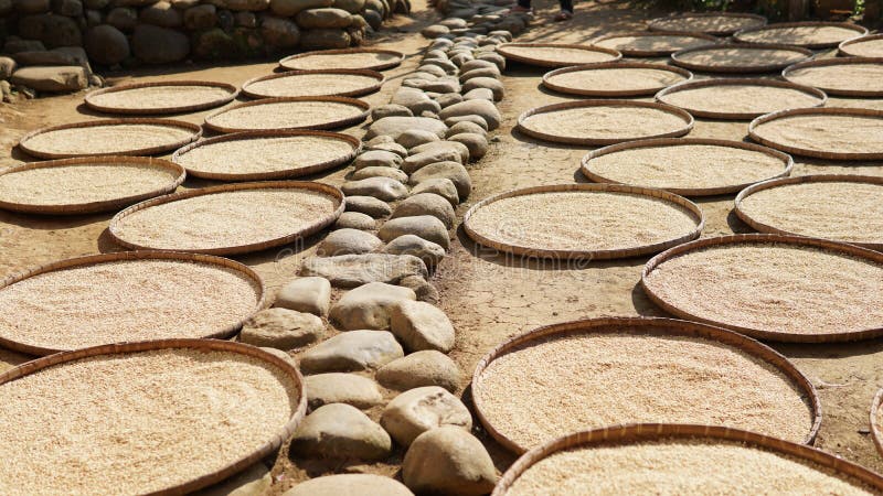 Drying Rice in a Village with a Culture Stock Photo - Image of village ...