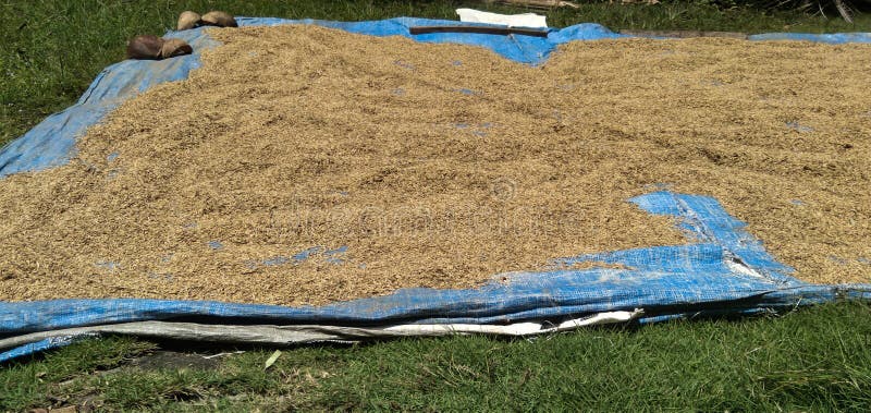 Drying the Rice in the Yard To Dry Quickly Stock Image - Image of grass ...