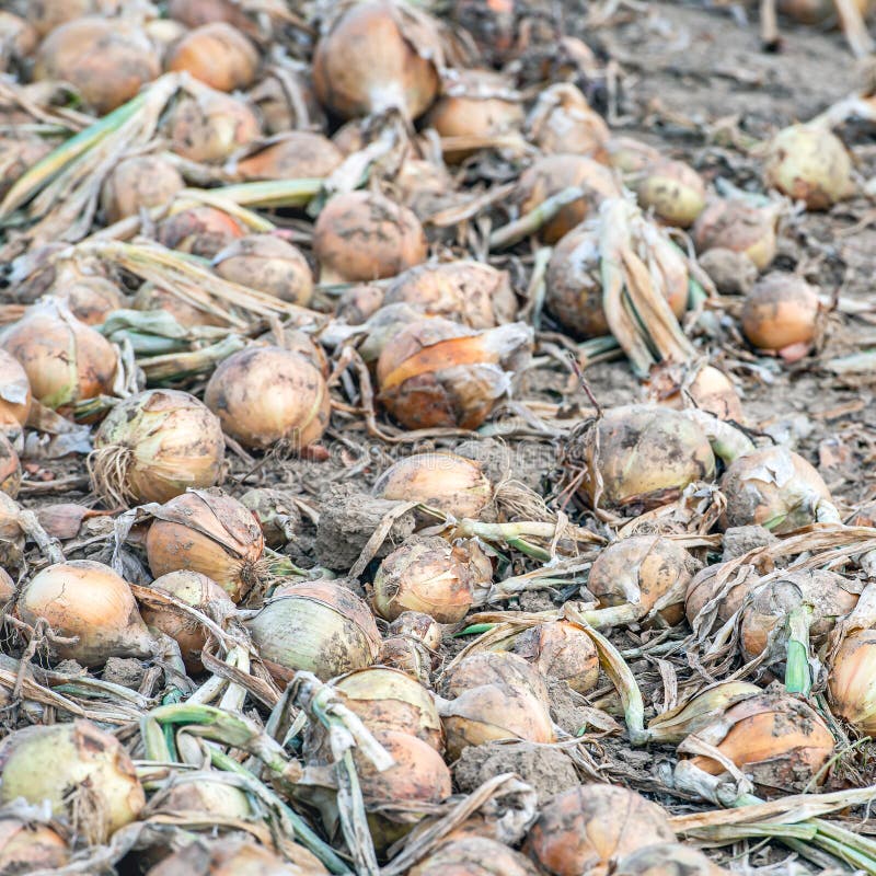 Drying Ripe Onions from Close Stock Image - Image of healthy, brown ...