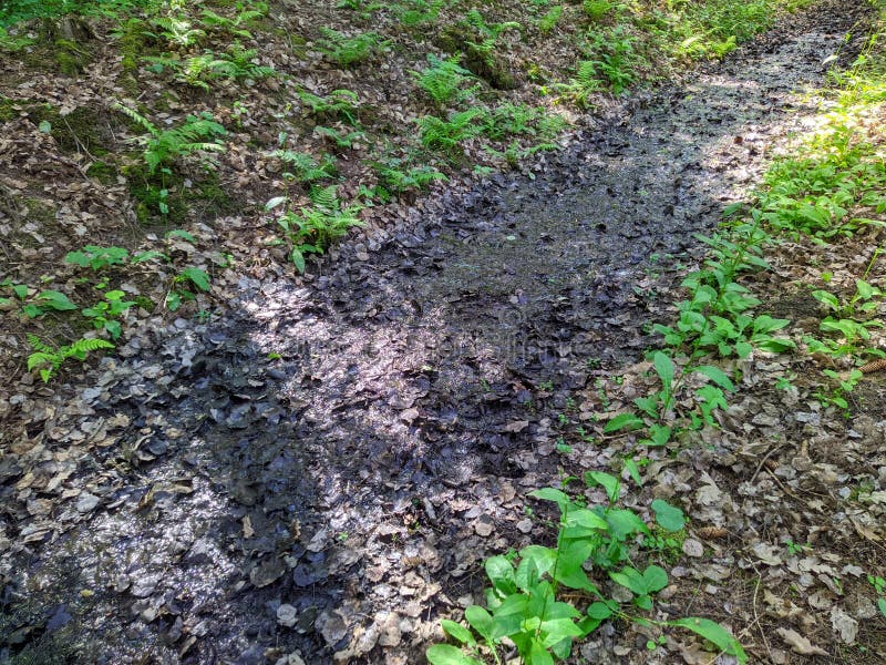 Drying River in the Forest in the Daytime in Summer. Stock Image ...
