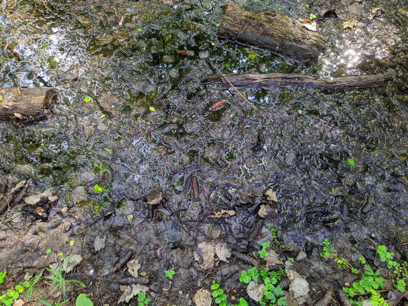 Drying River in the Forest in the Daytime in Summer. Stock Photo ...
