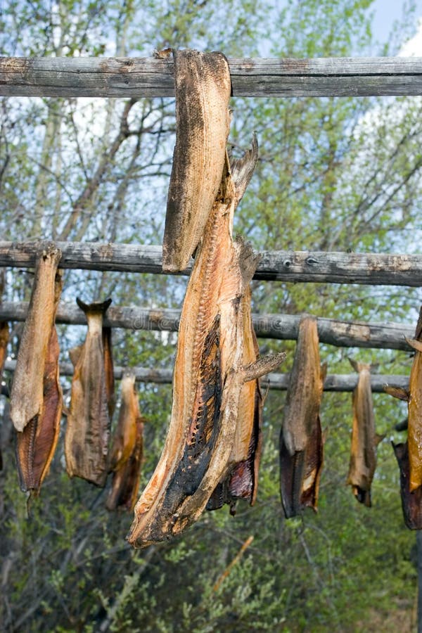 Drying salmon in Alaska stock image. Image of stick, fish - 2509003