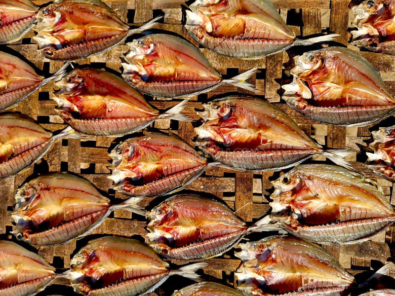 Drying of Salted Dried Fish in Thailand Stock Photo - Image of cold ...