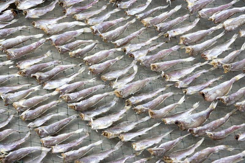 Drying of Salted Fish stock image. Image of preserve, produce - 7420915