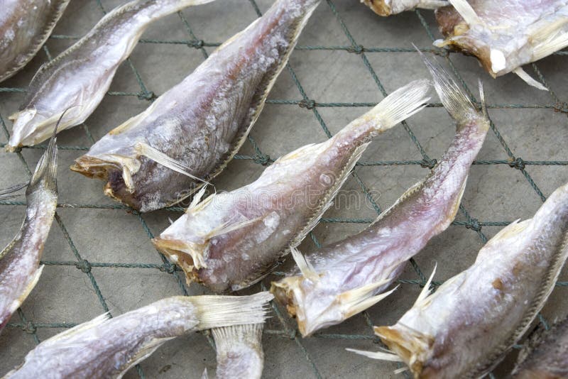 Drying of Salted Fish stock image. Image of nature, business - 7420945