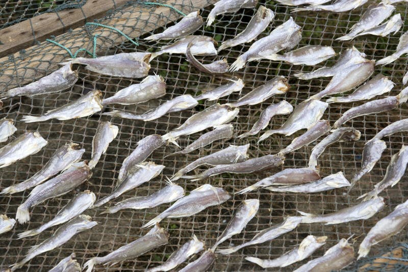 Drying of Salted Fish stock photo. Image of food, delicious - 7421016