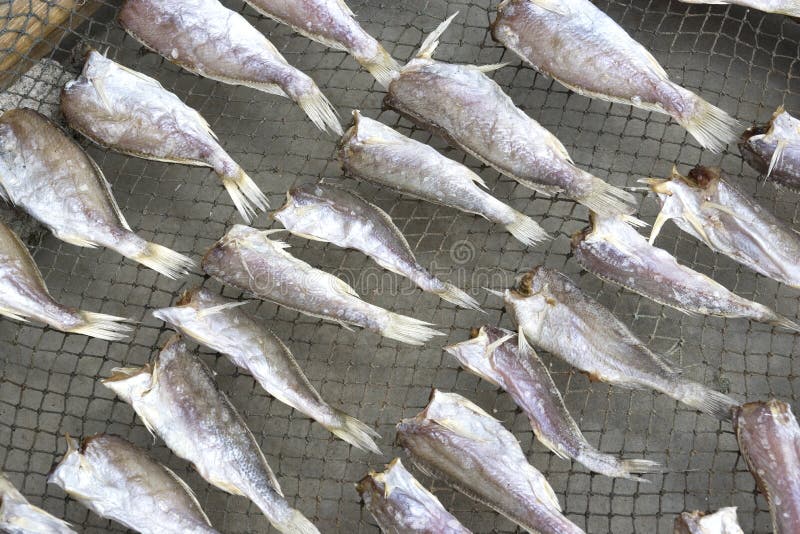 Drying of Salted Fish stock photo. Image of food, delicious - 7421016