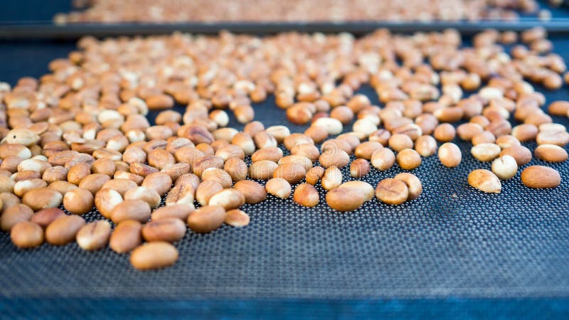 Drying the peanuts stock photo. Image of seed, harvesting - 6423606