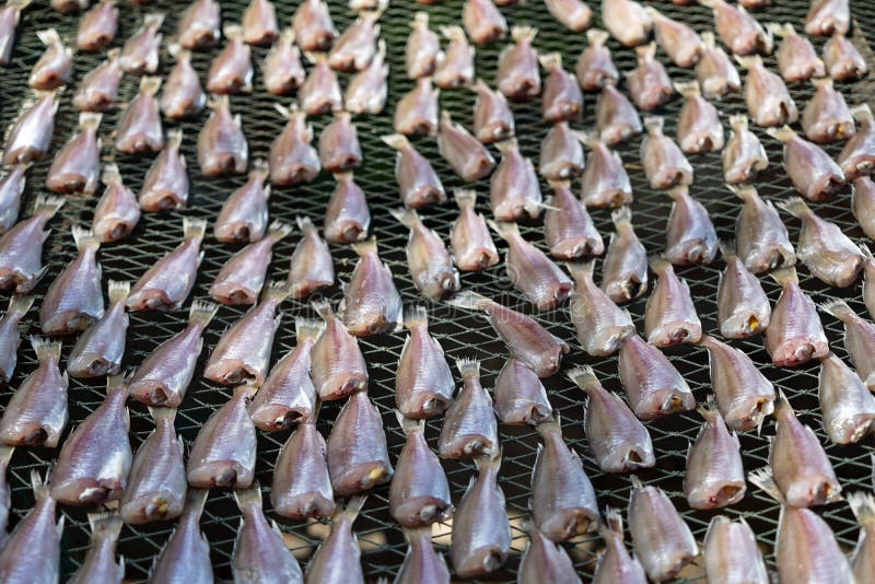 Drying Salty Fishes stock image. Image of fishes, fish - 20874067