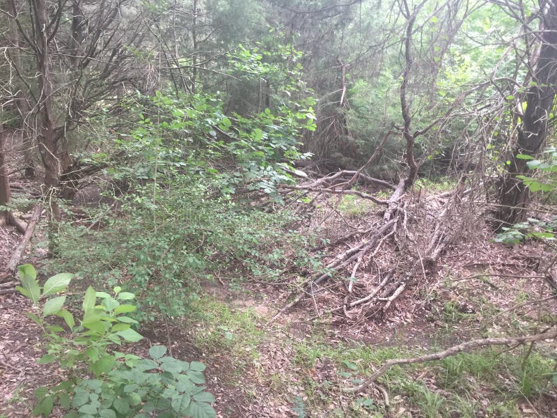 Drying spring ravine stock image. Image of cove, drying - 92968171