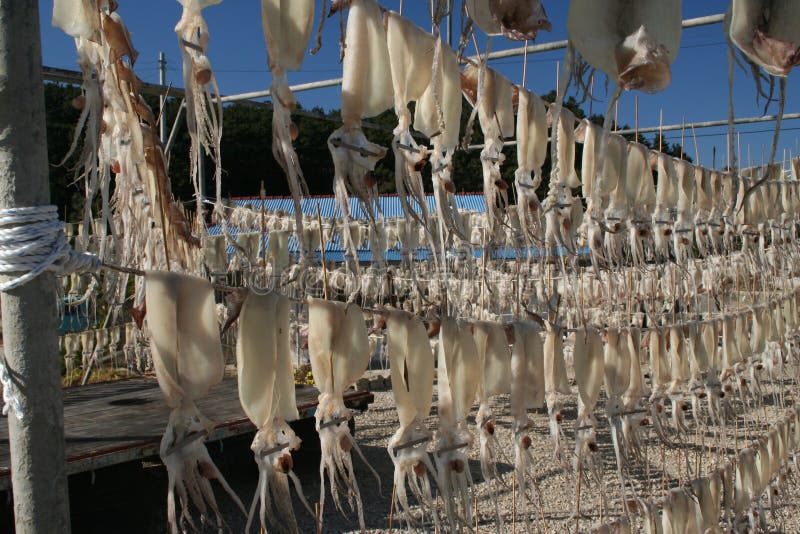 Drying Squid stock image. Image of food, asia, korean, hang - 616333