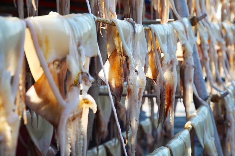 Drying Squid Under Sunlight in Hokkaido, Japan Stock Photo - Image of ...