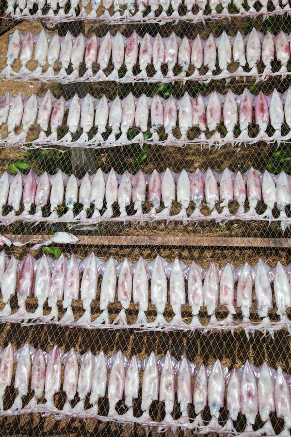 Drying Squid6 stock photo. Image of catch, cuisine, nice - 24402282