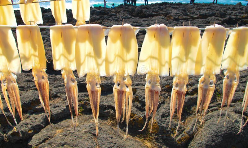Drying squids stock photo. Image of sunlight, fresh, travel - 30795256