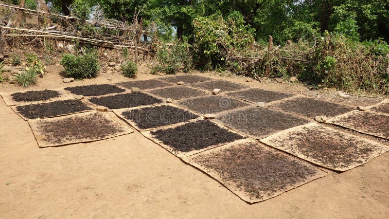 Drying tea leaves stock photo. Image of asia, bamboo - 70910190