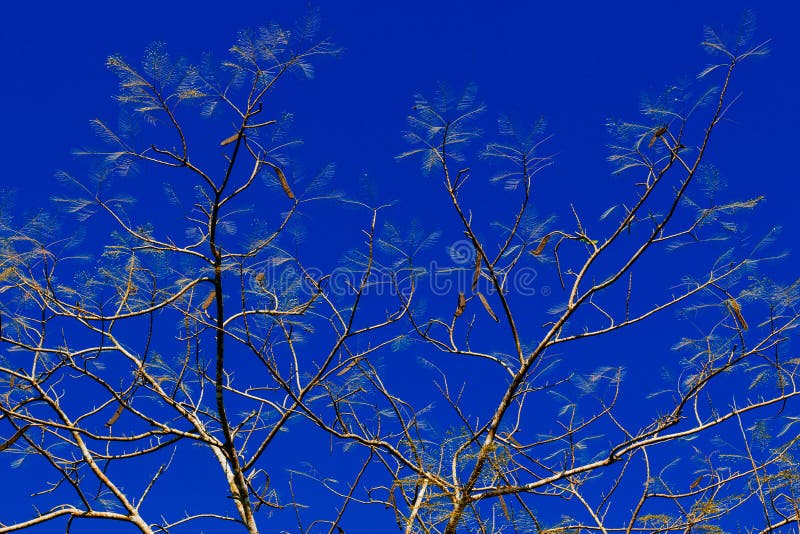 Drying tree branches stock image. Image of climate, leaf - 77927919