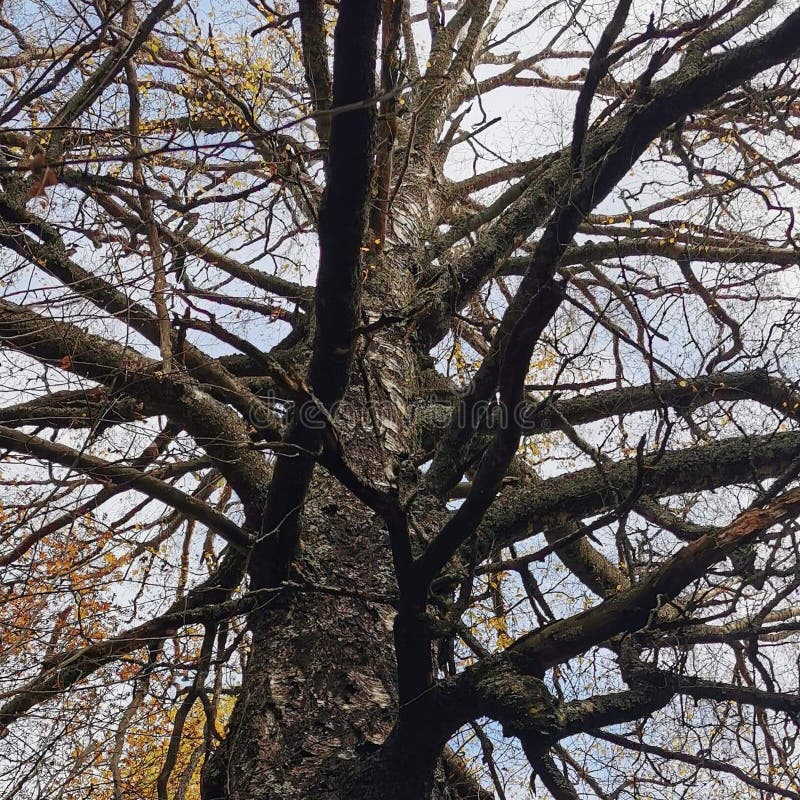 Dryingtree Stock Photos - Free & Royalty-Free Stock Photos from Dreamstime