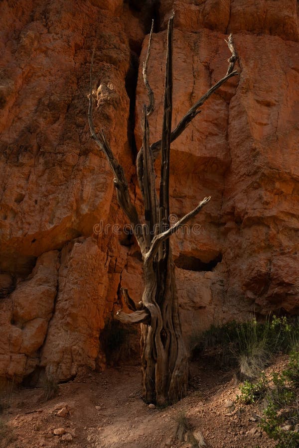 Drying Tree Still Stands at the Base of Orange Hoodoo Stock Photo ...