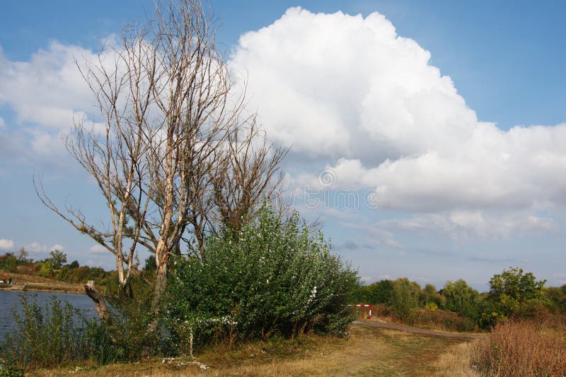 Drying up tree stock image. Image of clouds, autumn, park - 11368753