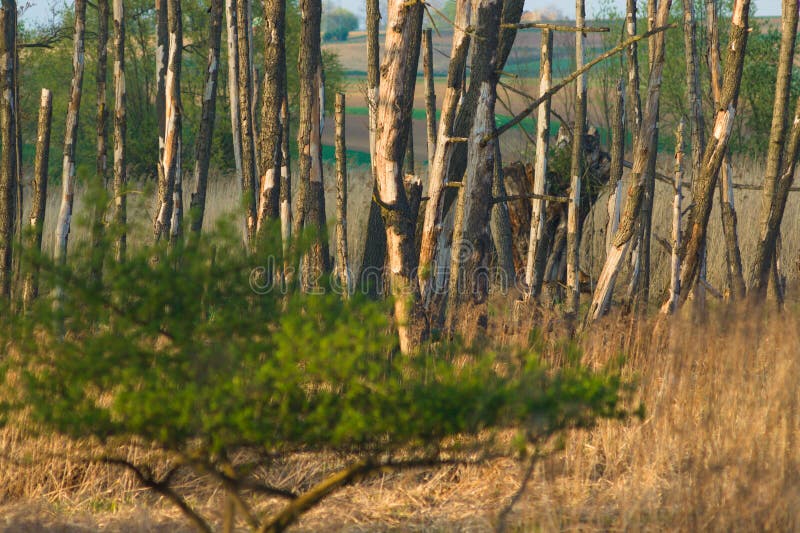 Drying Trees with Falling Bark among the Dry Grass Stock Image - Image ...