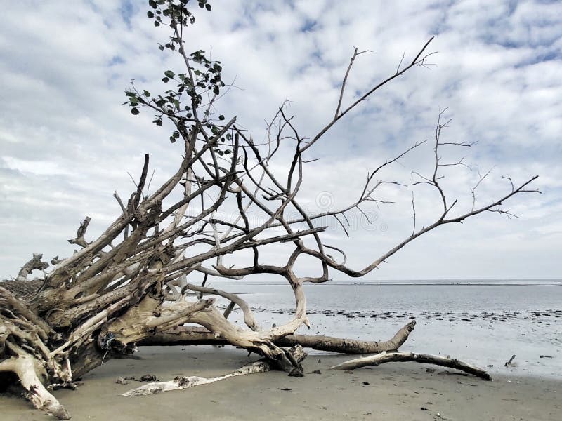 Drying Trees with Stratocumulus Clouds on a Receding Beach Stock Photo ...