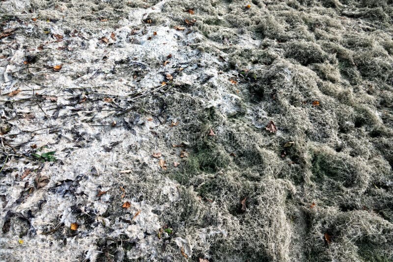 Drying up the lake stock image. Image of alkali, marsh - 229158719