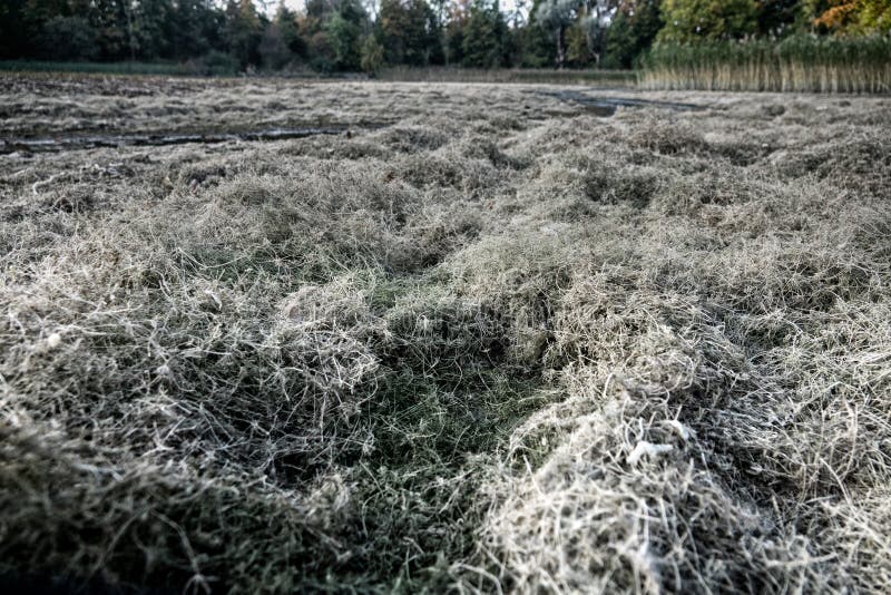 Drying up the lake stock image. Image of marsh, alkali - 229158677