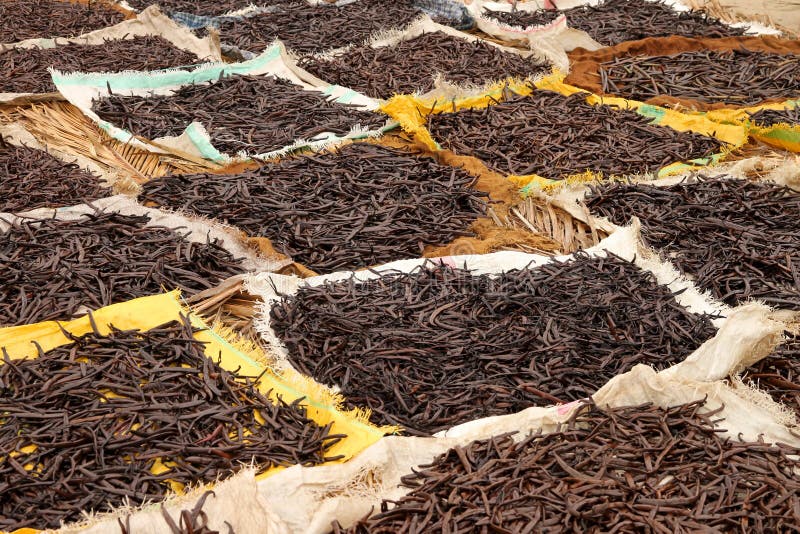 Drying vanilla stock image. Image of flowers, cuisine - 17591545
