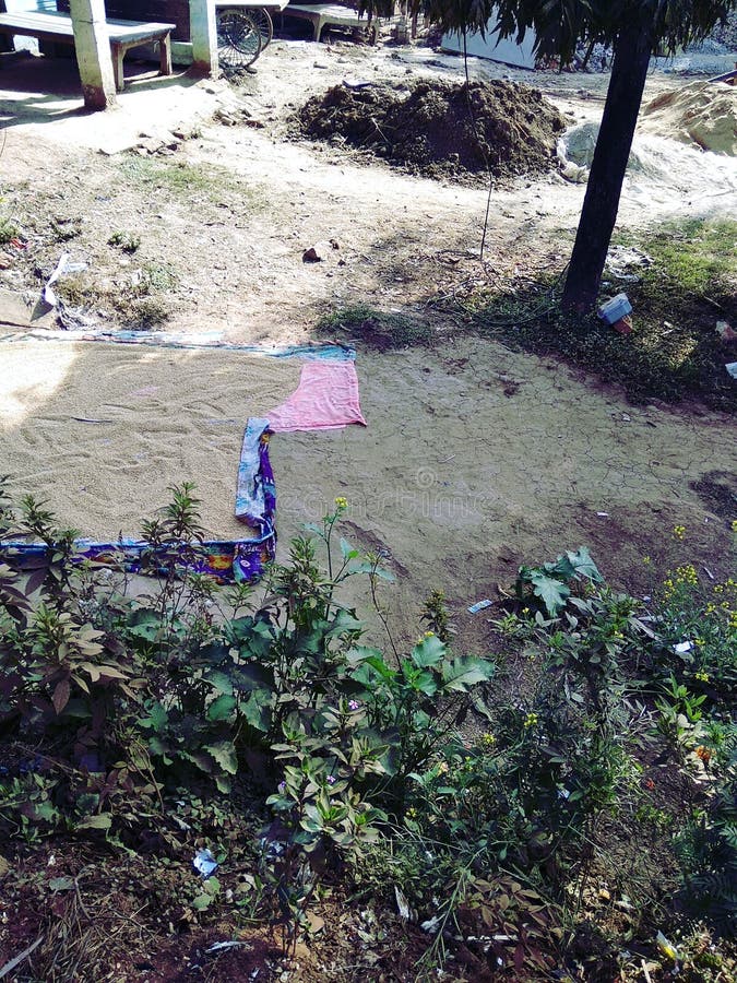 Drying a wears Inthe earth stock photo. Image of earth - 170263978