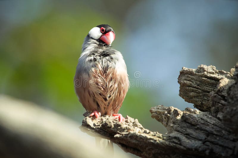 Drying stock image. Image of brach, animal, tree, beauty - 30886777